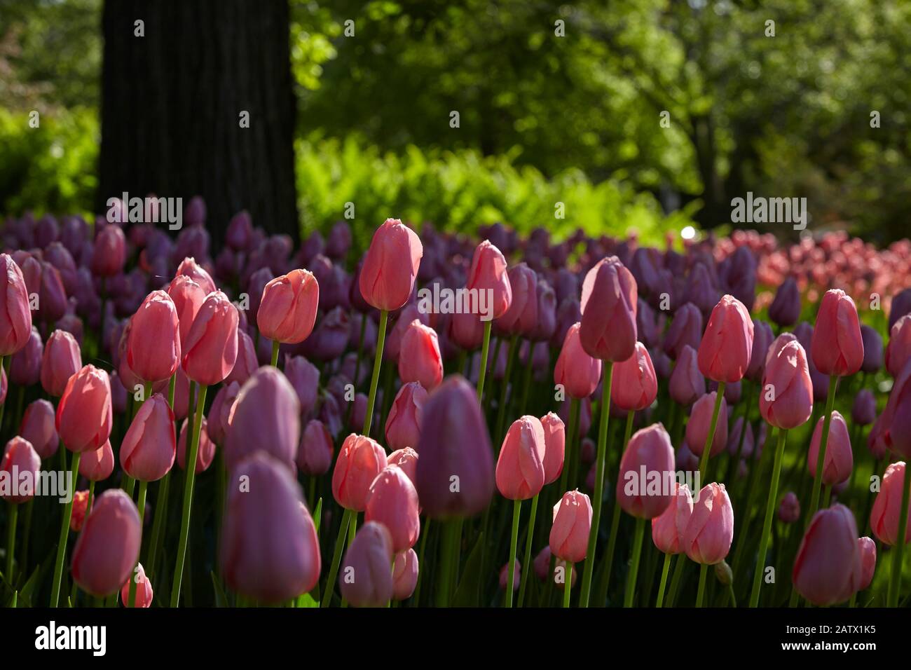 Spring tulips in a garden in the sunshine Stock Photo - Alamy