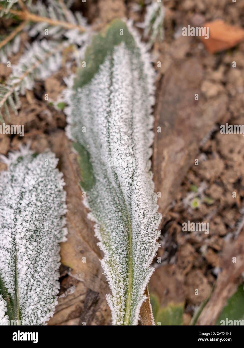 frosted grass texture, blurry close-up and background Stock Photo - Alamy