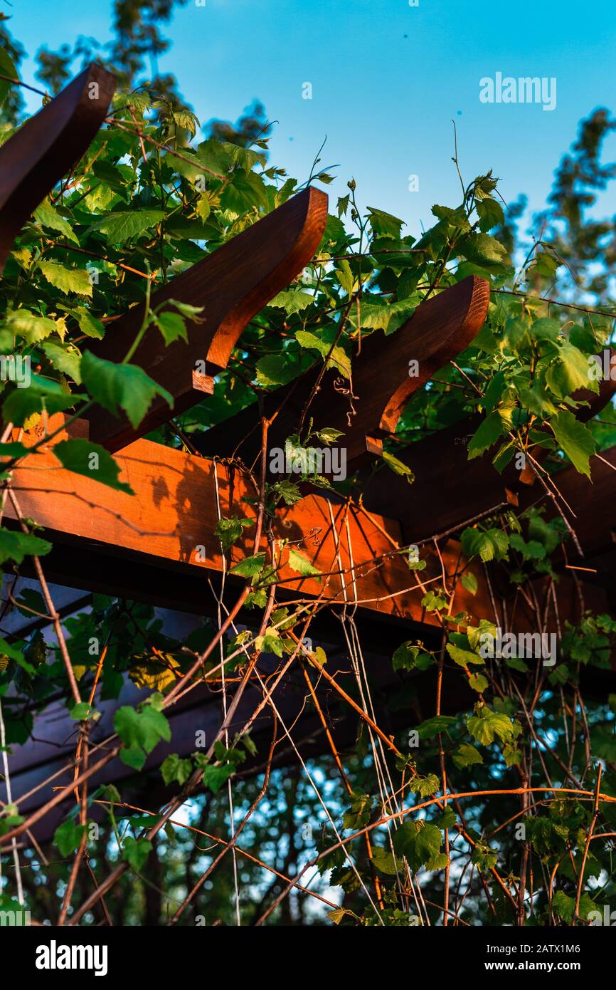 Grapevine pergola hi-res stock photography and images - Alamy