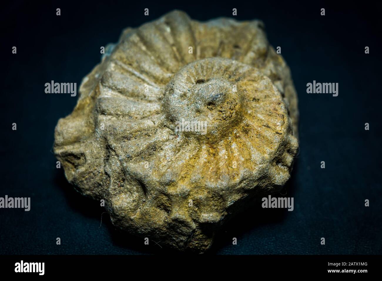 Ancient shell macro, fossilized seashell as grunge background Stock ...