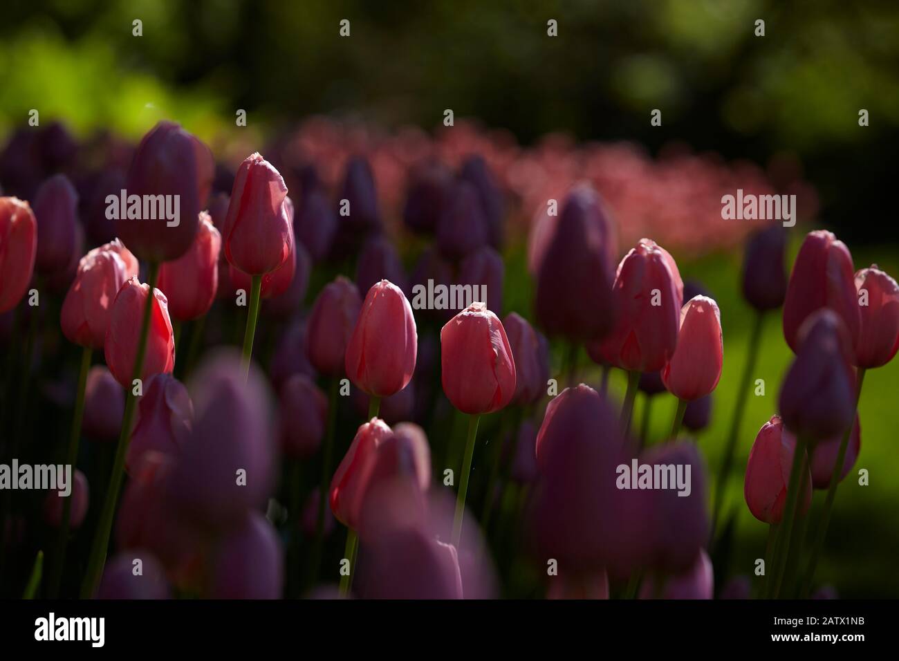 Spring tulips in a garden in the sunshine Stock Photo - Alamy
