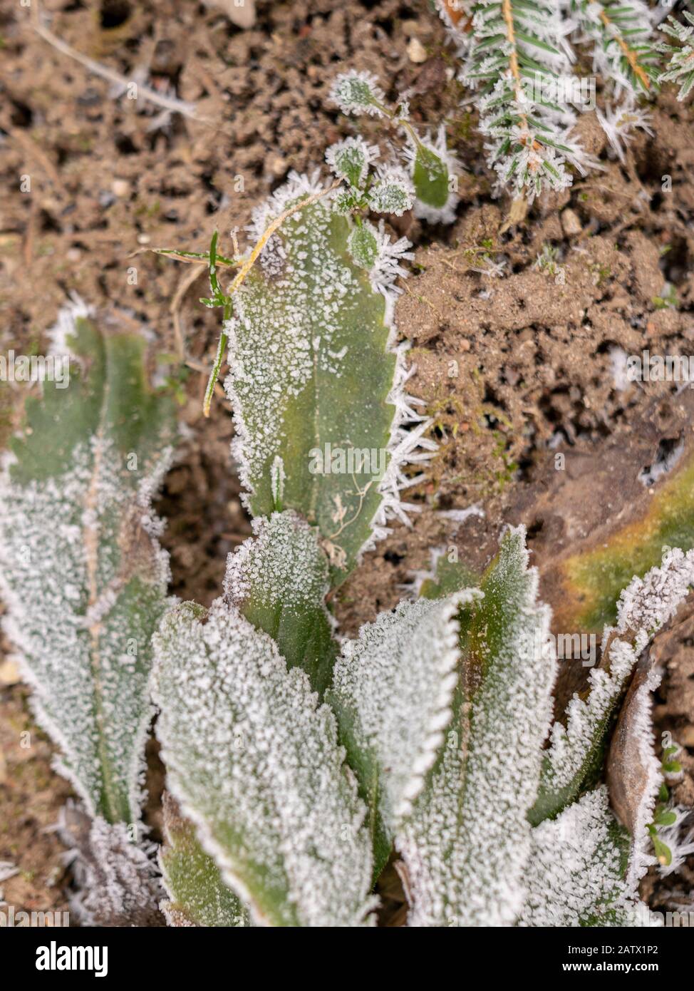 frosted grass texture, blurry close-up and background Stock Photo - Alamy