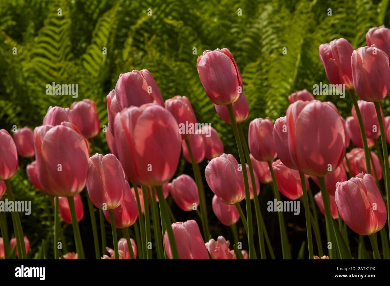 Spring tulips in a garden in the sunshine Stock Photo - Alamy