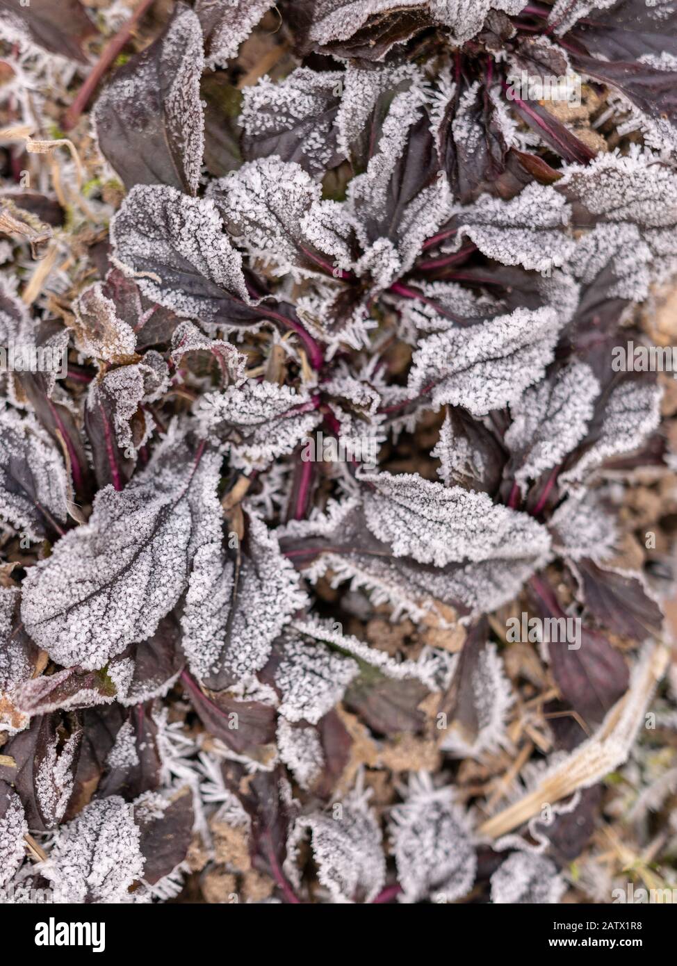 frosted grass texture, blurry close-up and background Stock Photo - Alamy