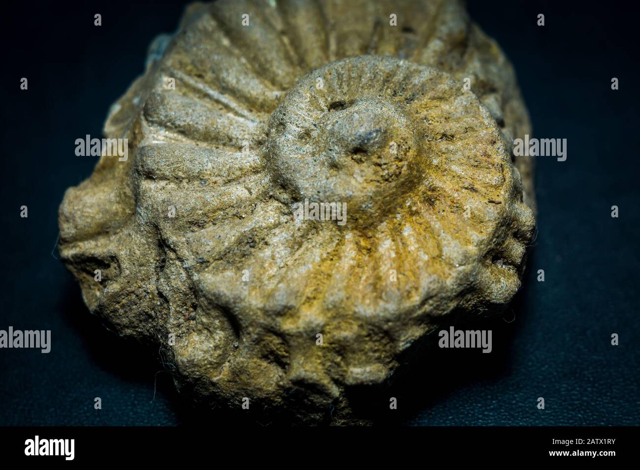 Ancient shell macro, fossilized seashell as grunge background Stock ...