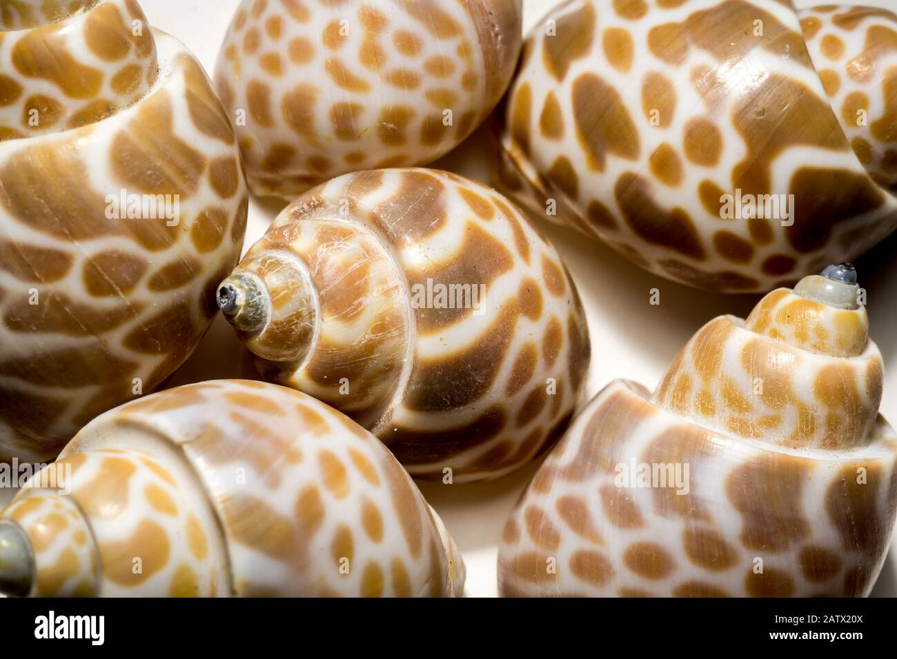 Brown and white spotted seashell, close up background Stock Photo - Alamy