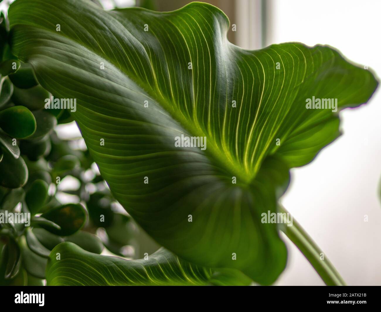 bright green leaf texture, blurred background and blurry foreground ...
