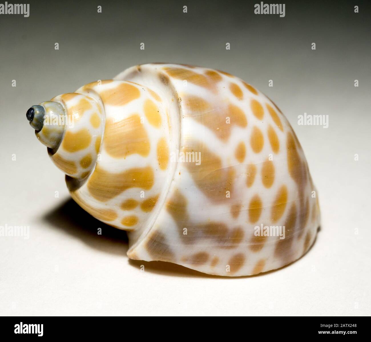 Spotted seashell hi-res stock photography and images - Alamy