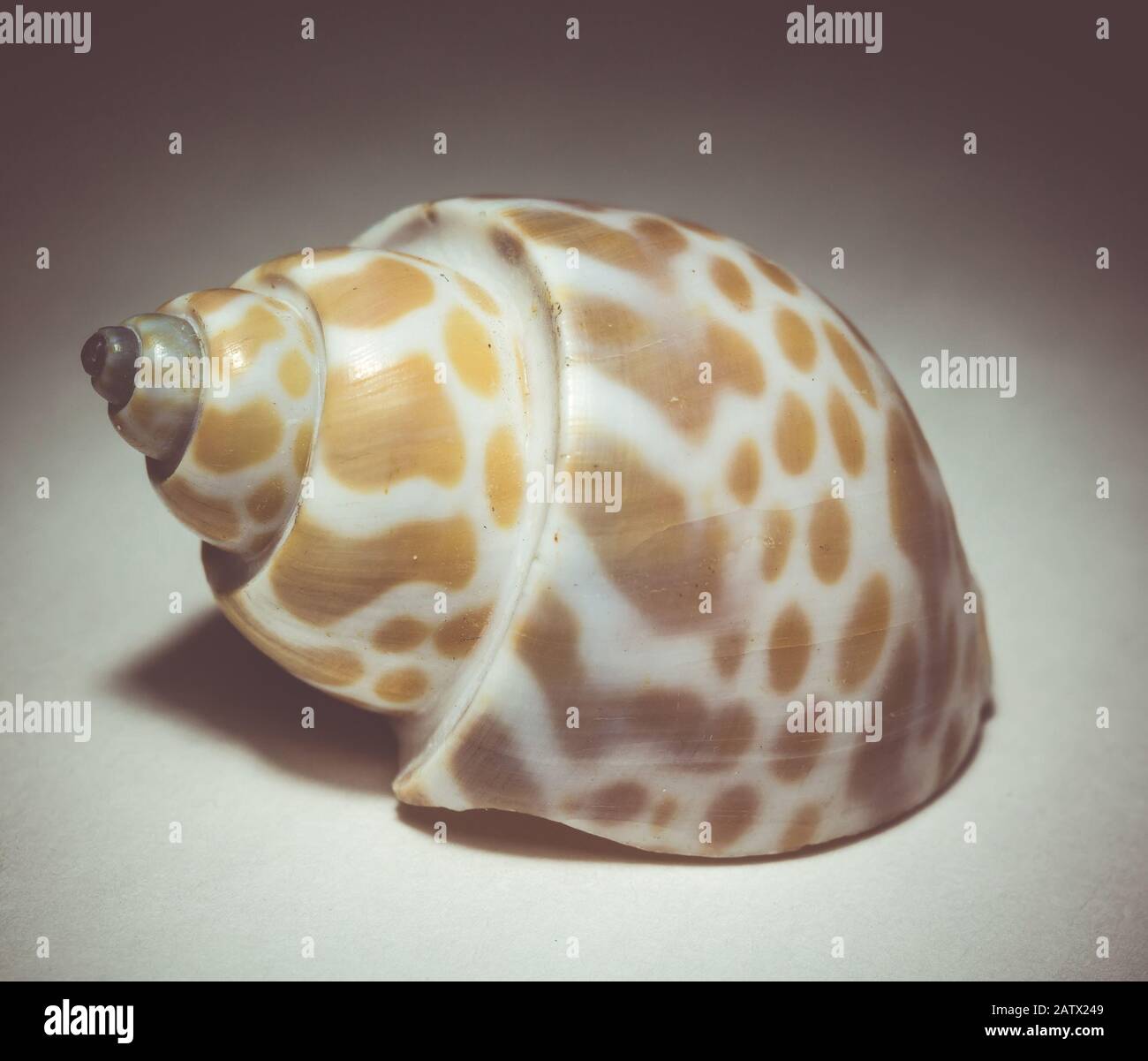 Brown and white spotted seashell, close up background Stock Photo - Alamy