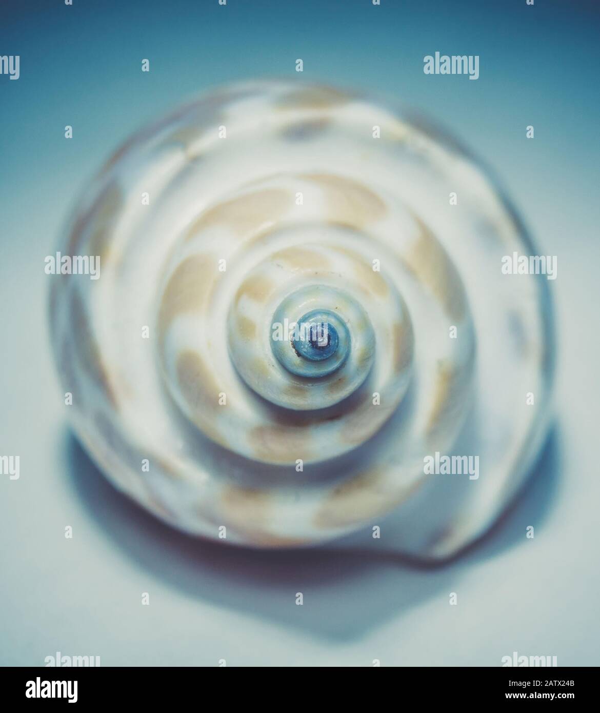 Brown Spotted Sea Shell High Resolution Stock Photography and Images ...