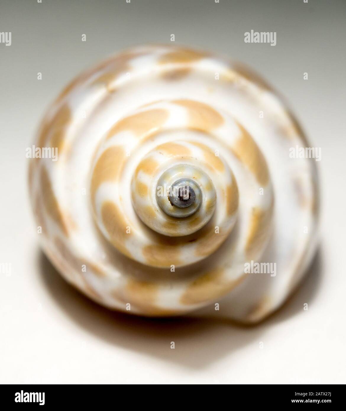 Brown and white spotted seashell, close up background Stock Photo - Alamy