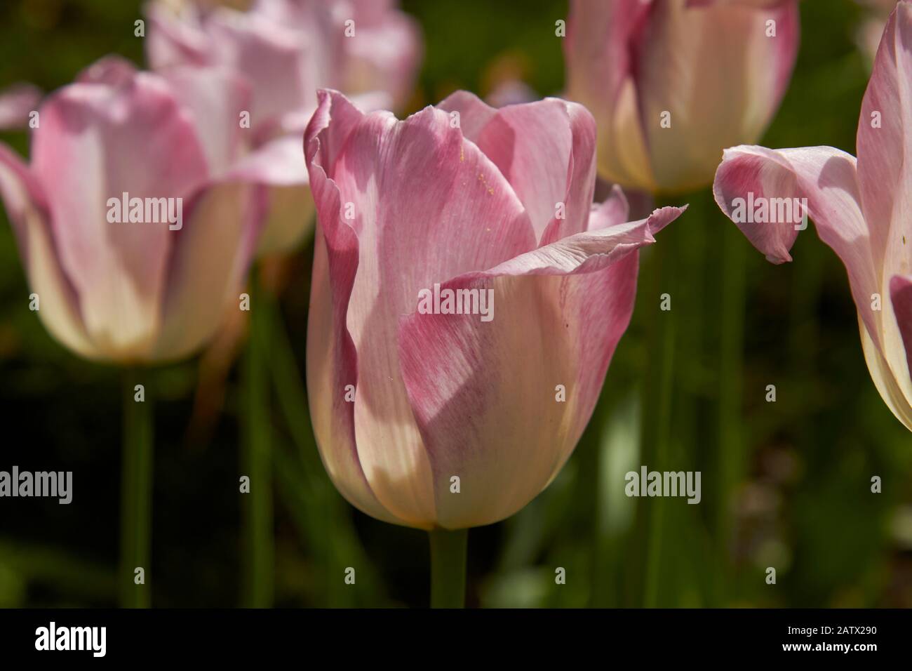 Spring tulips in a garden in the sunshine Stock Photo - Alamy