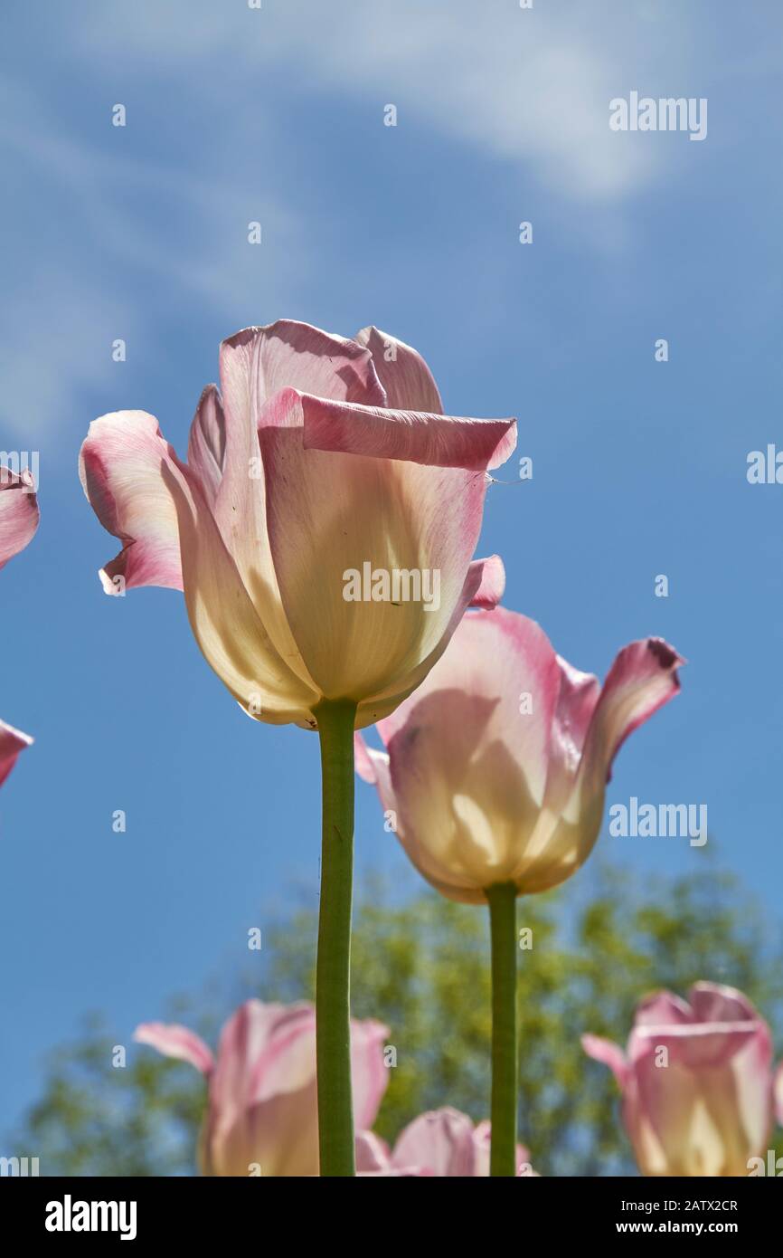 Spring tulips in a garden in the sunshine Stock Photo - Alamy