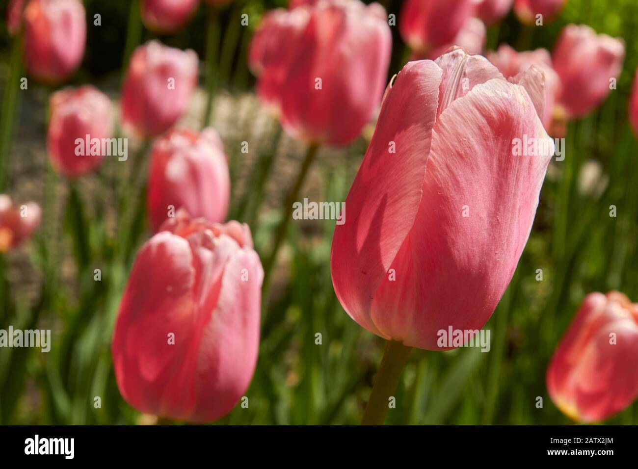 Spring tulips in a garden in the sunshine Stock Photo - Alamy