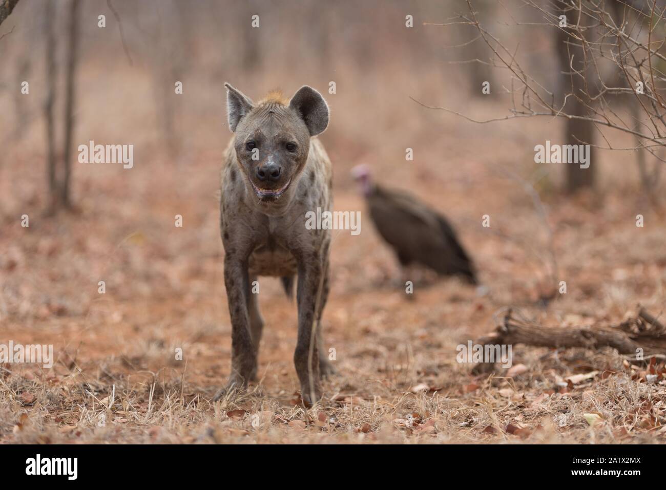 Hyena portrait in the African wilderness Stock Photo - Alamy