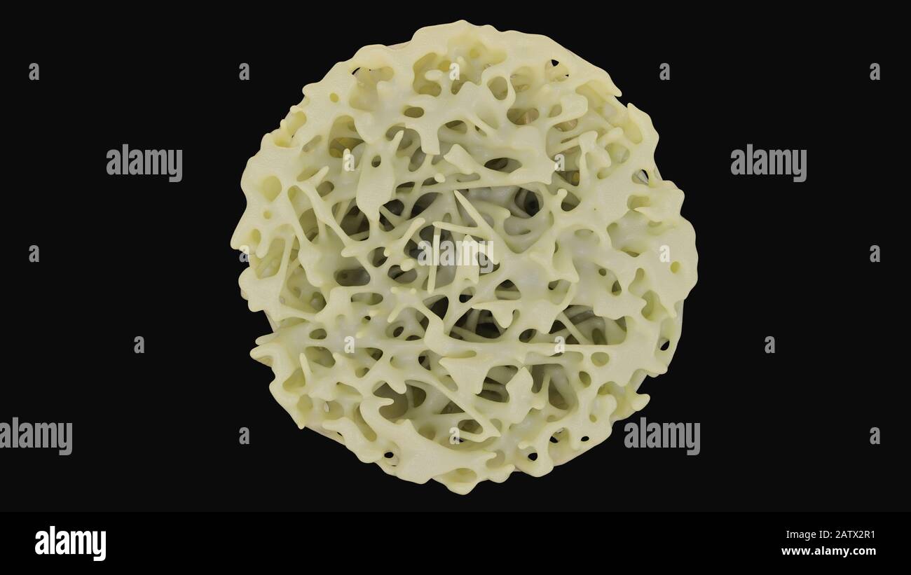 Porous Bone Stock Photos & Porous Bone Stock Images - Alamy