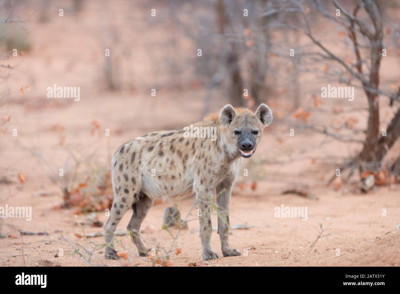 Hyena portrait in the wilderness of Africa Stock Photo - Alamy