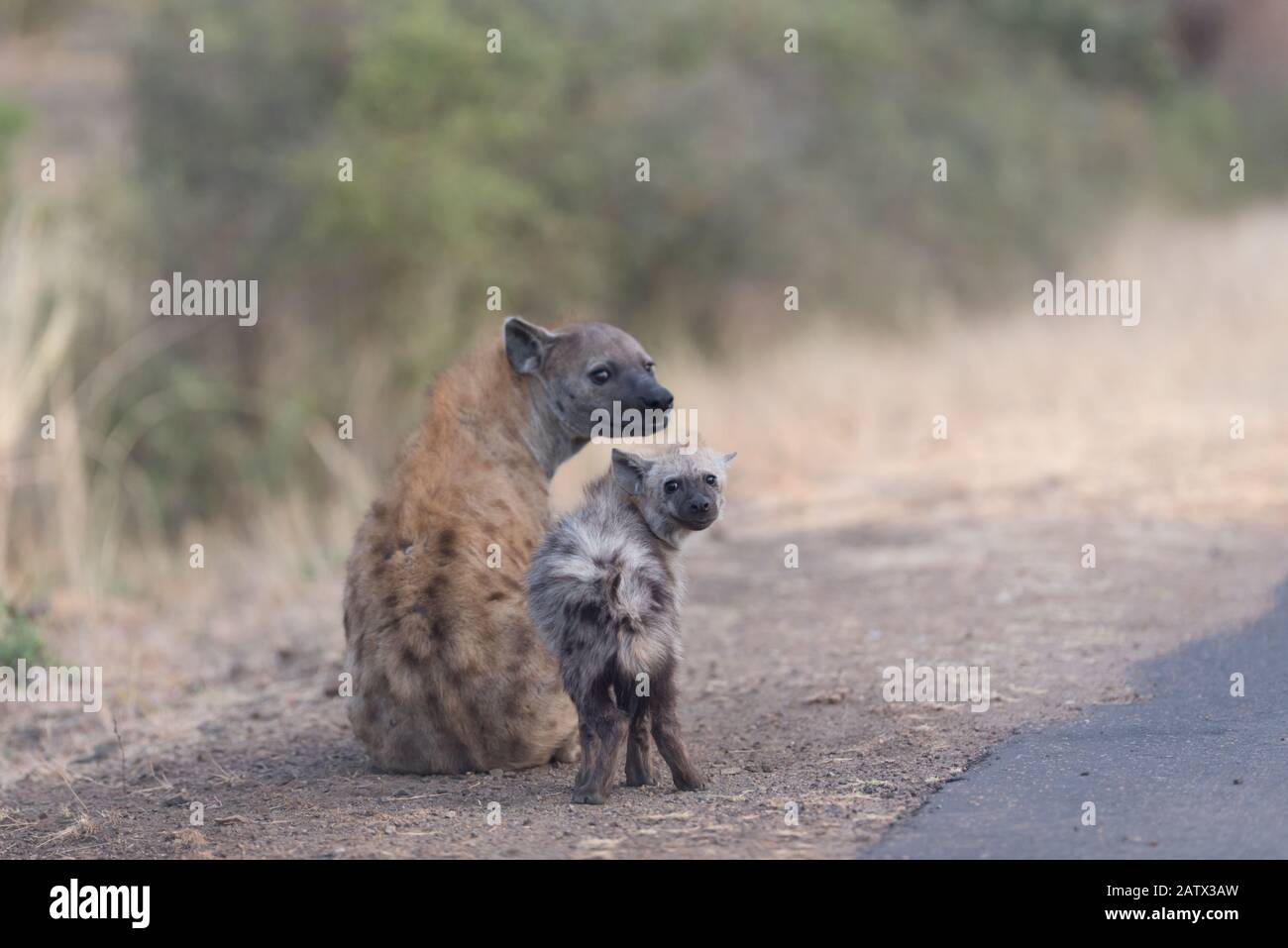 Juvenile laughing hyena hi-res stock photography and images - Alamy
