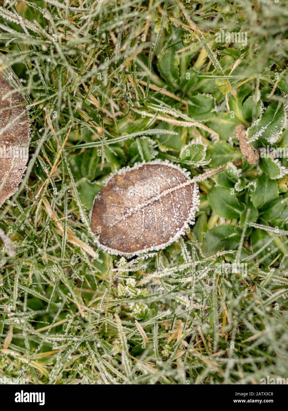 frosted grass texture, blurry close-up and background Stock Photo - Alamy