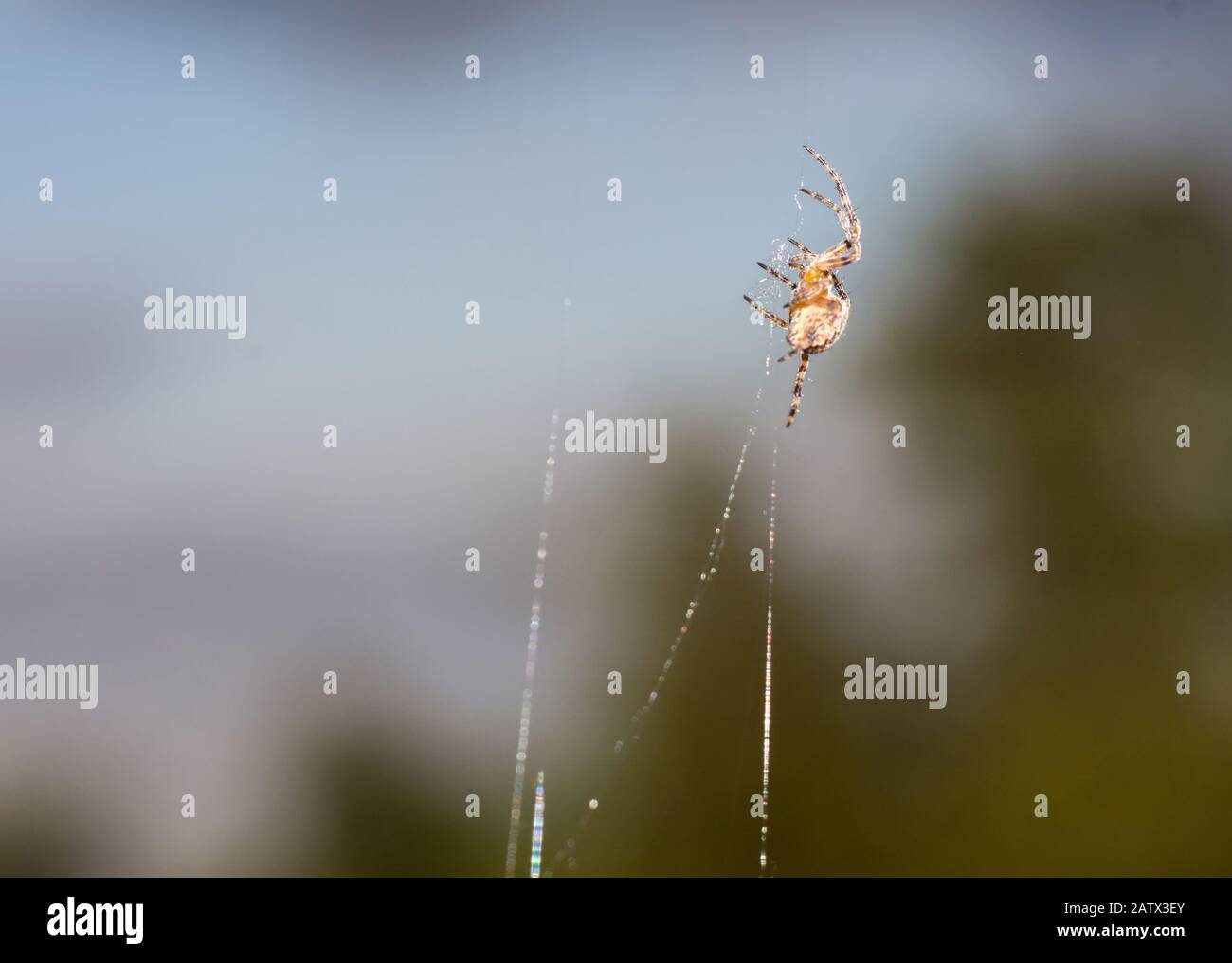 Spider web or cobweb against defocused natural background Stock Photo ...