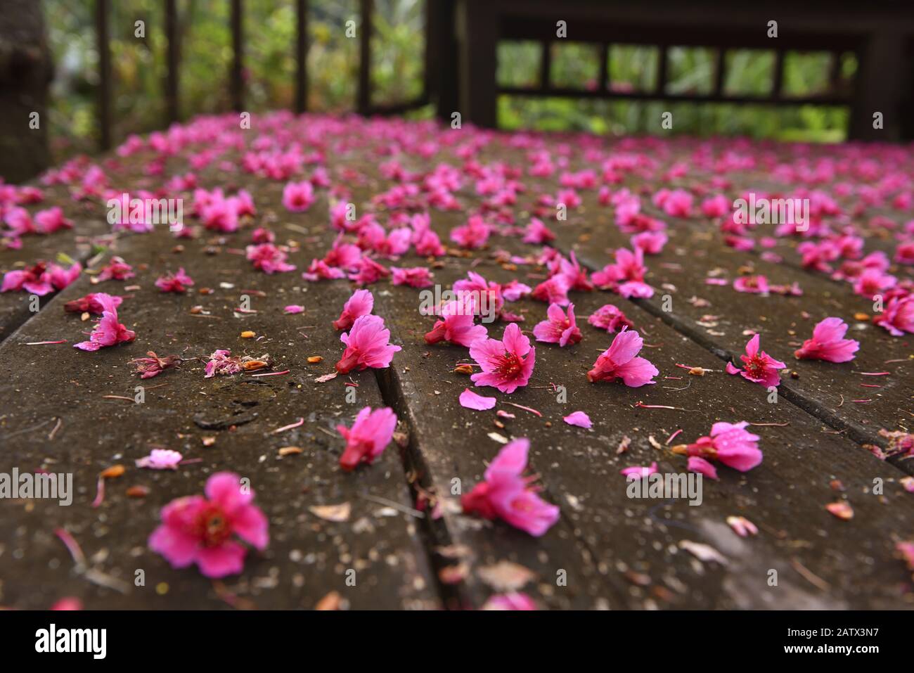 falling flowers on floor Stock Photo - Alamy