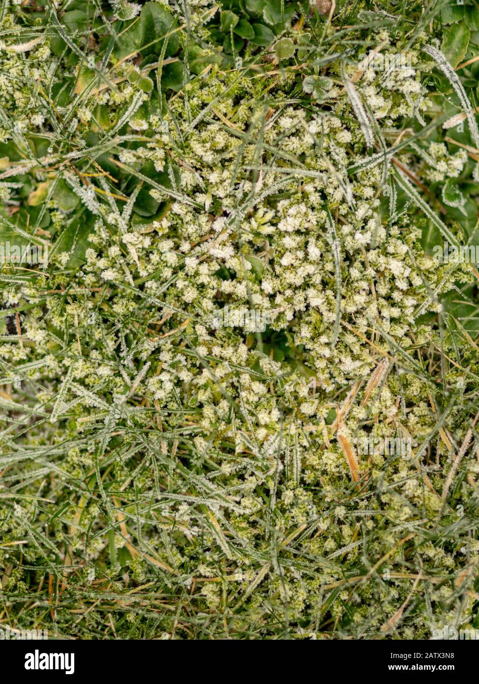 frosted grass texture, blurry close-up and background Stock Photo - Alamy