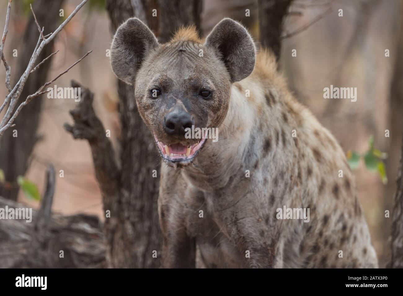 Hyena portrait in the African wilderness Stock Photo - Alamy