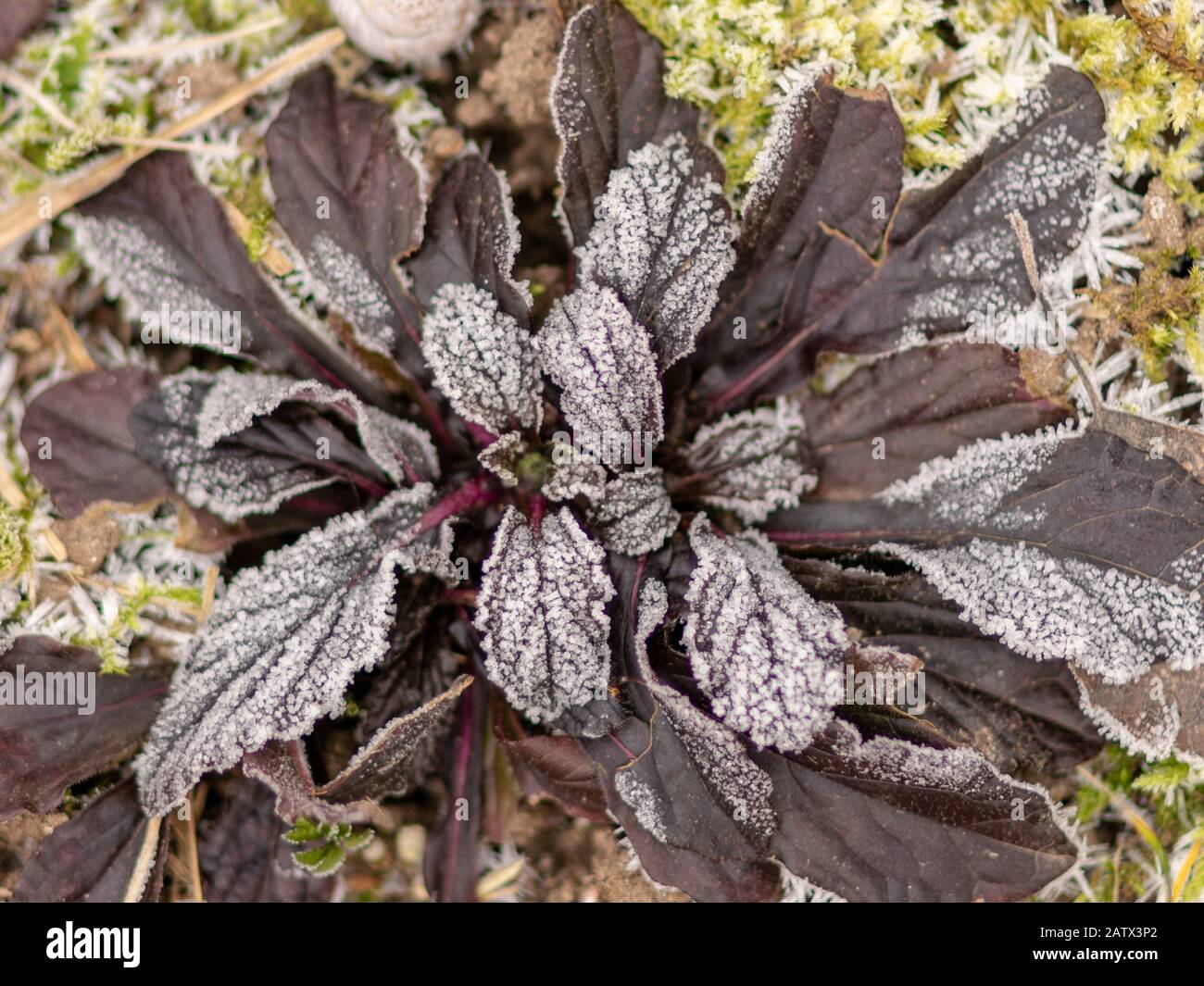 frosted grass texture, blurry close-up and background Stock Photo - Alamy