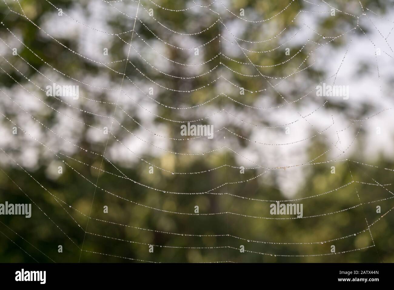 Spider web or cobweb against defocused natural background Stock Photo ...