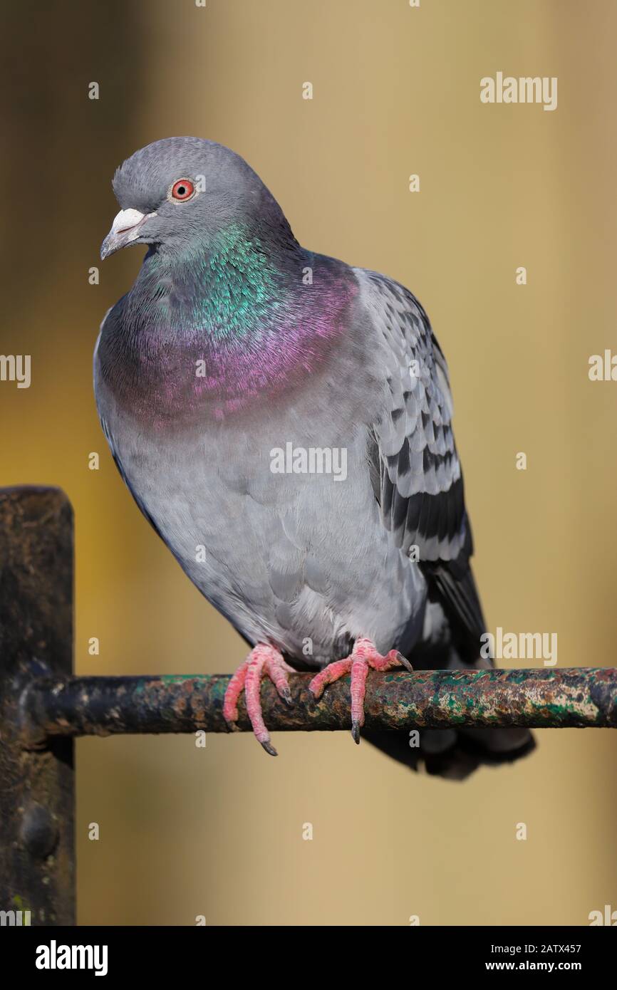 Homing pigeon uk hi-res stock photography and images - Alamy