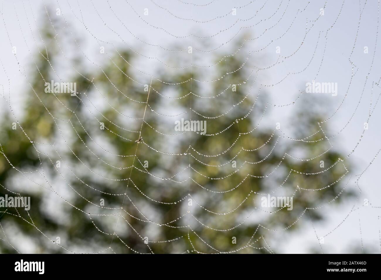 Spider web or cobweb against defocused natural background Stock Photo ...
