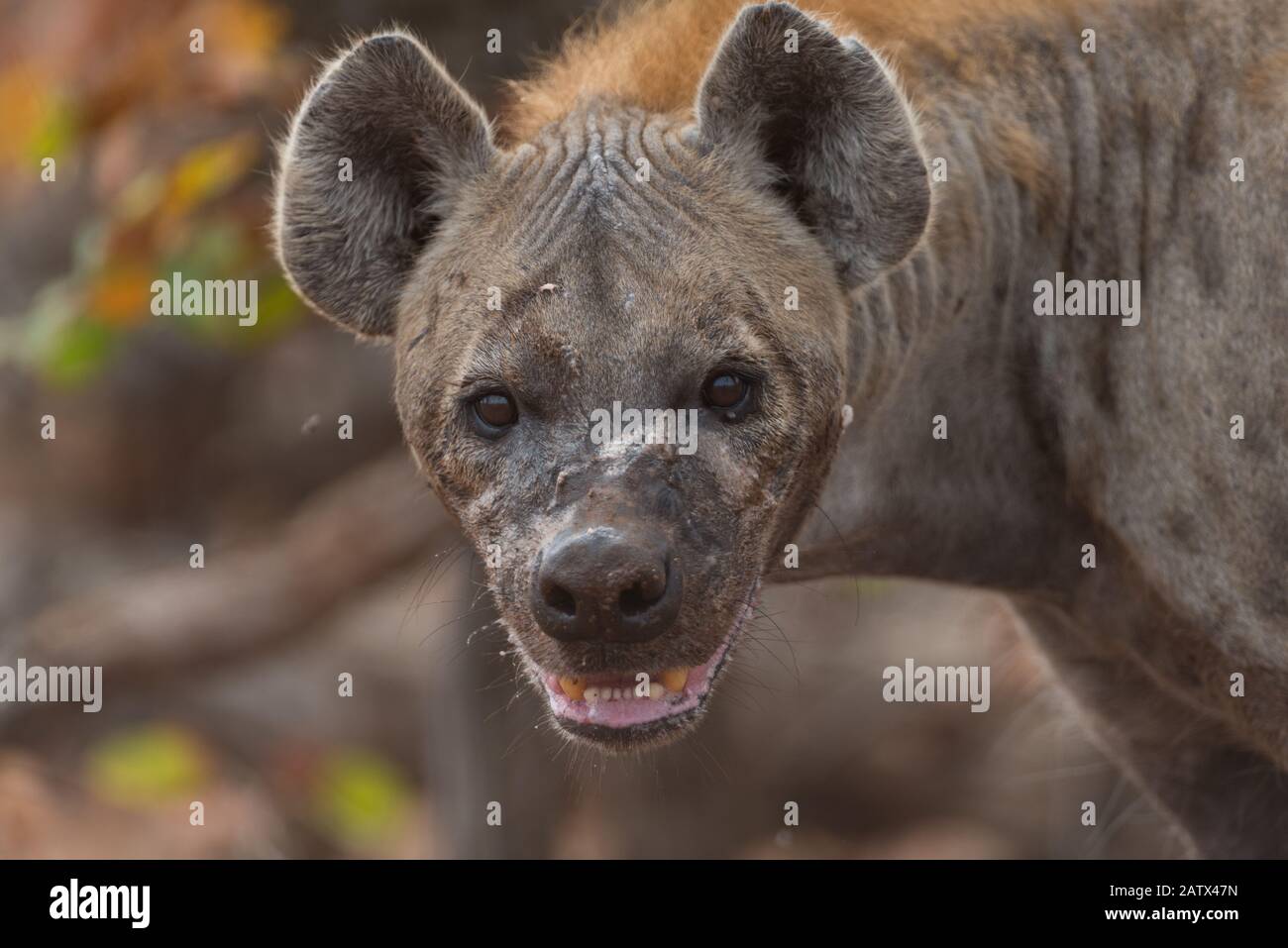 Hyena portrait in the African wilderness Stock Photo - Alamy