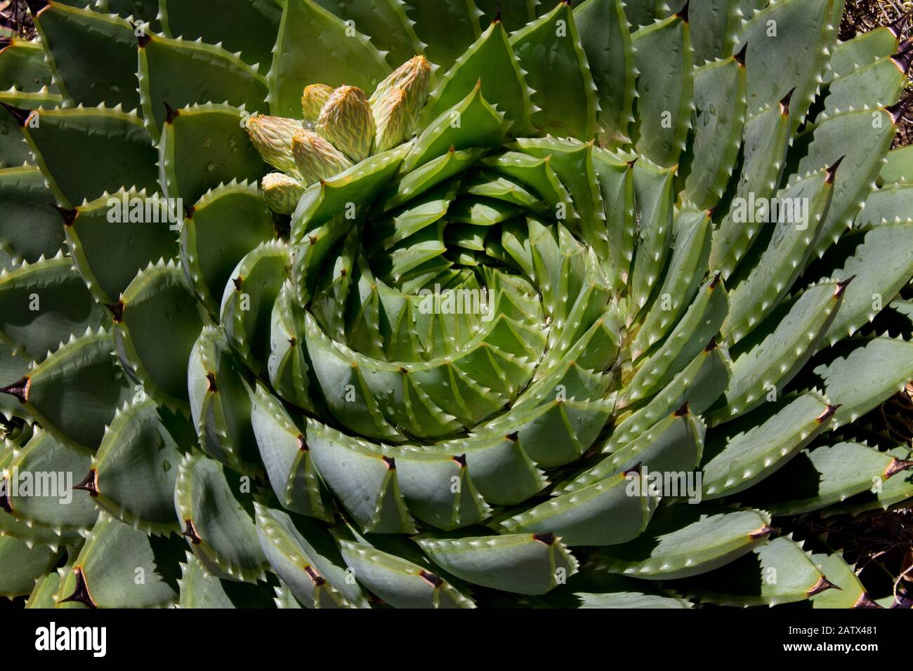 Spiral Aloe, Katse, Lesotho Highlands Stock Photo - Alamy