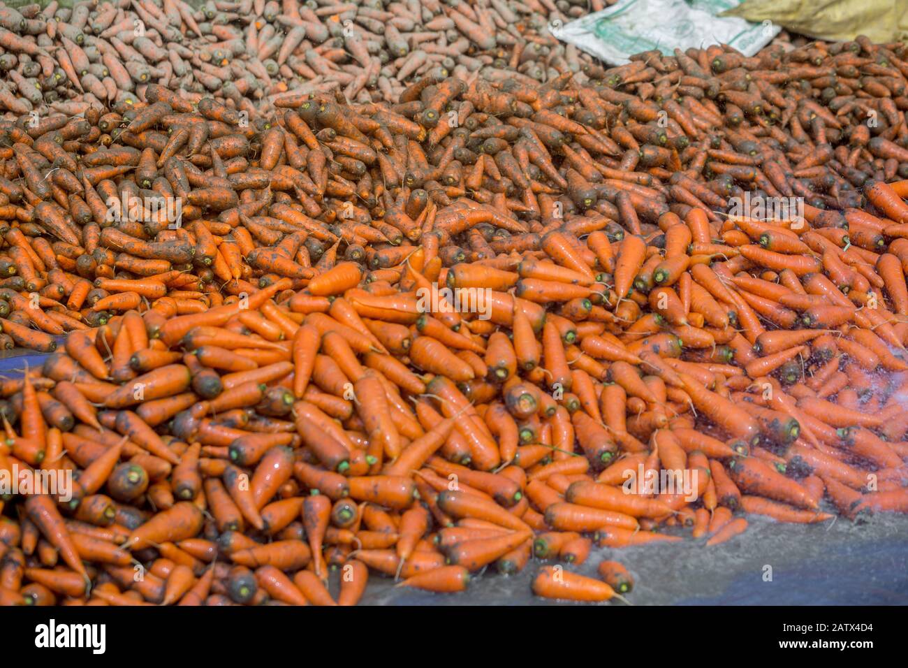 Un-washed and dirty carrot washing on throw pipe water. Food background ...