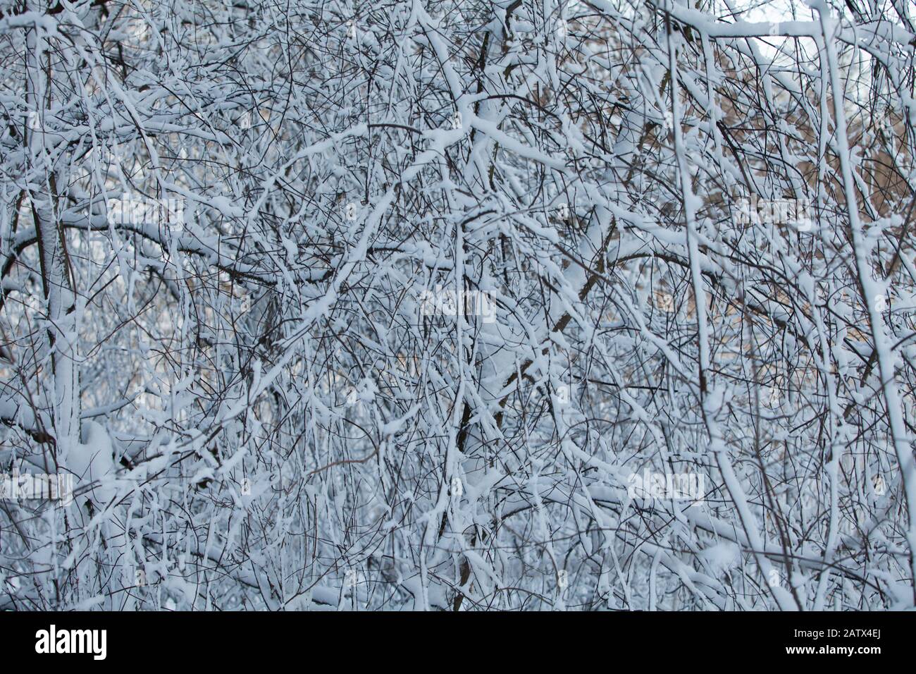 Fluffy snow on branch hi-res stock photography and images - Alamy