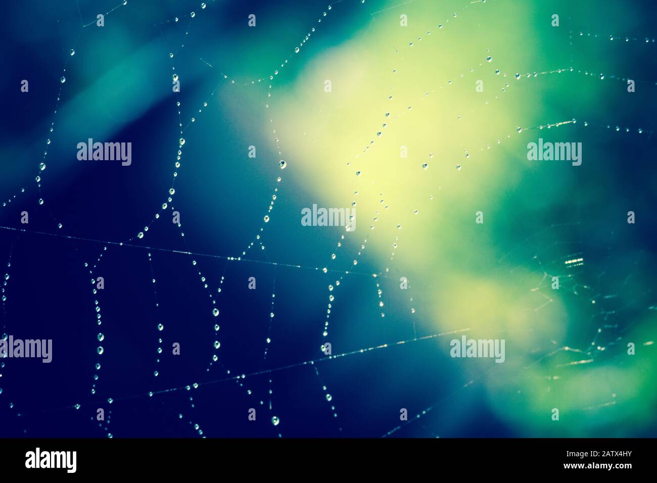 Drops of water on spider web natural filtered background Stock Photo ...