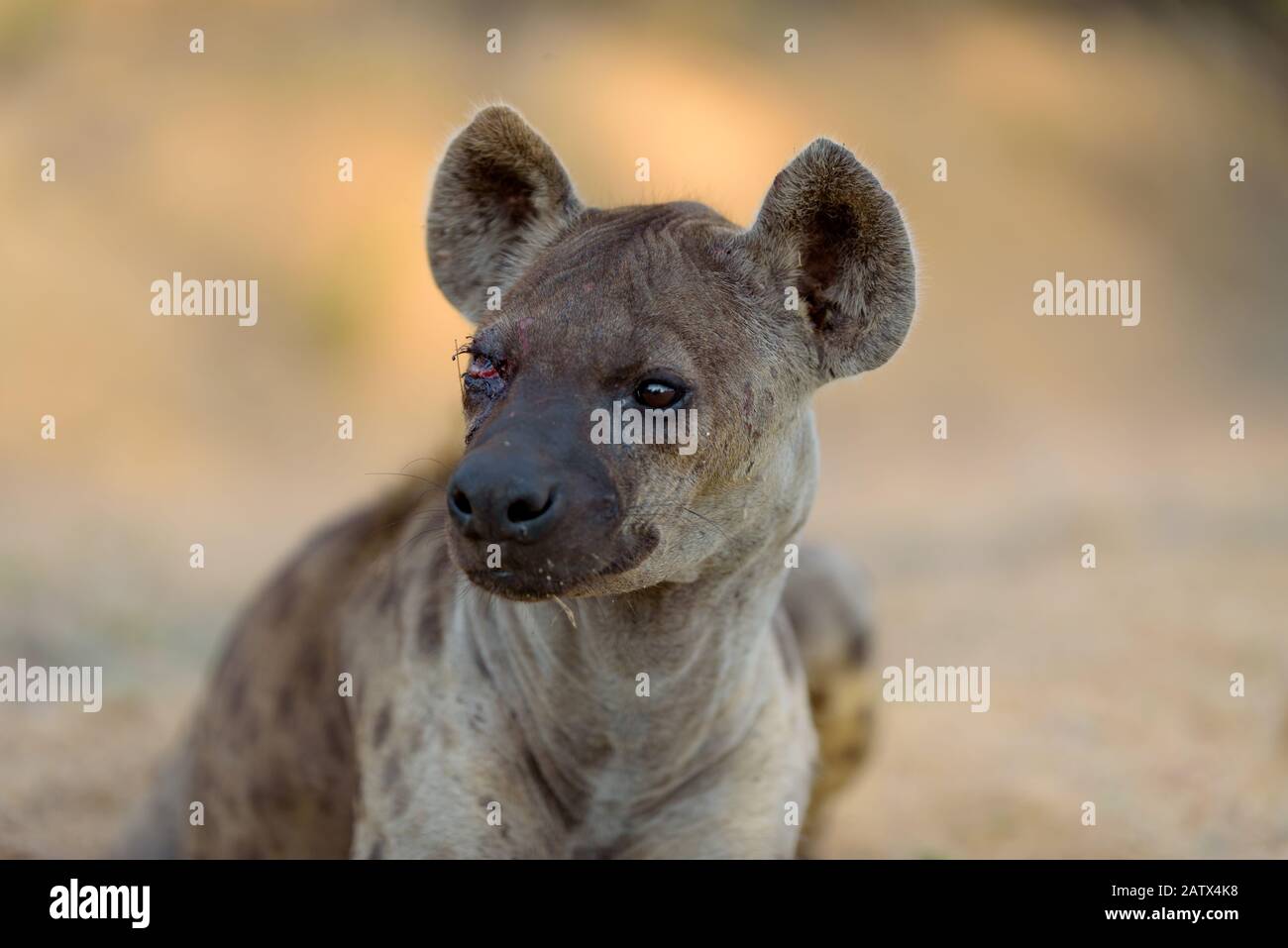 Hyena portrait in the African wilderness Stock Photo - Alamy