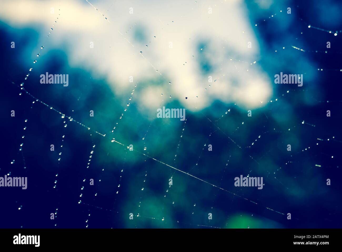 Drops of water on spider web natural filtered background Stock Photo ...