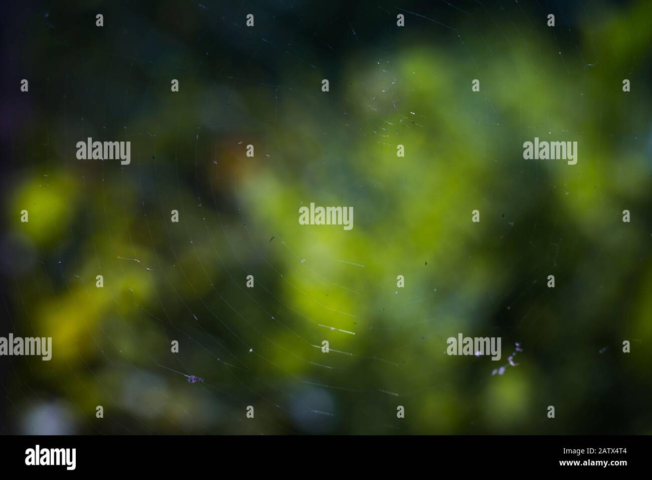 Drops of water on spider web natural background Stock Photo - Alamy