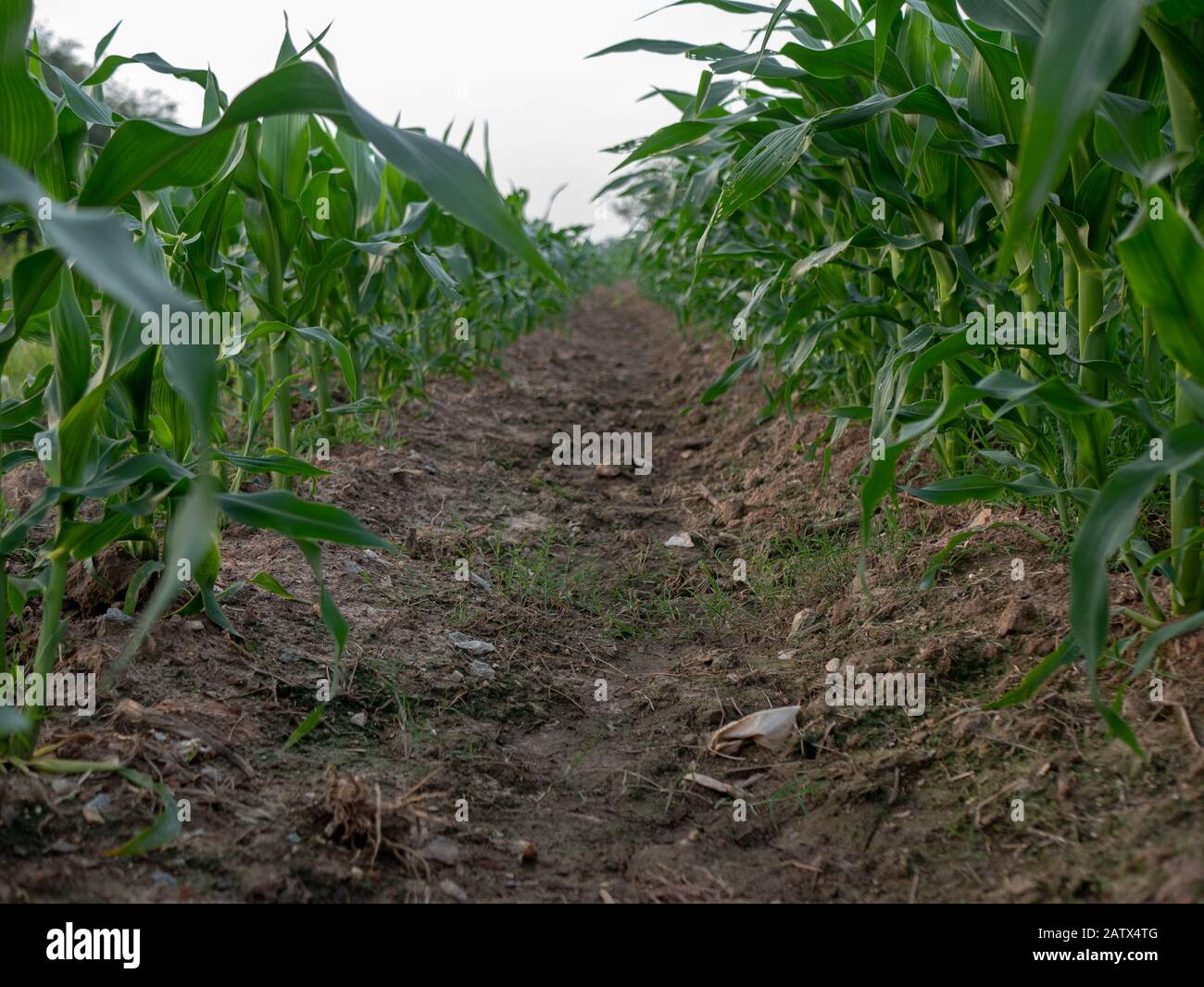 How is the corn tree hi-res stock photography and images - Alamy
