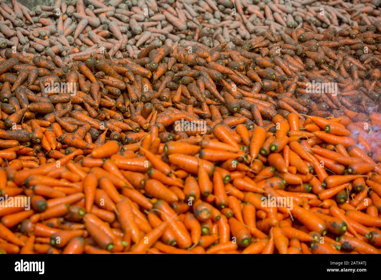 Un-washed and dirty carrot washing on throw pipe water. Food background ...