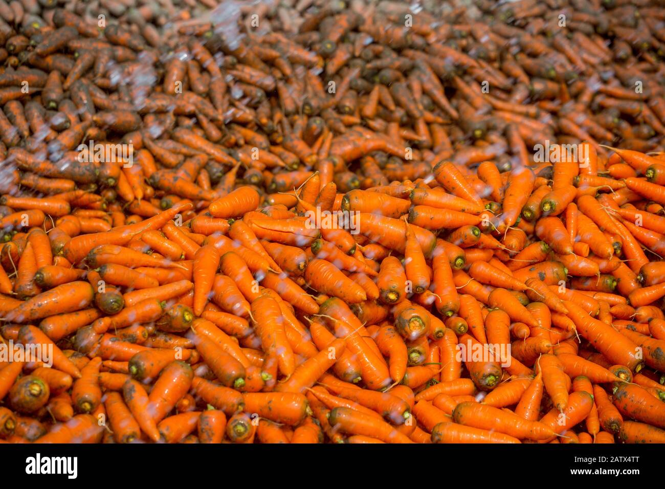 Un-washed and dirty carrot washing on throw pipe water. Food background ...