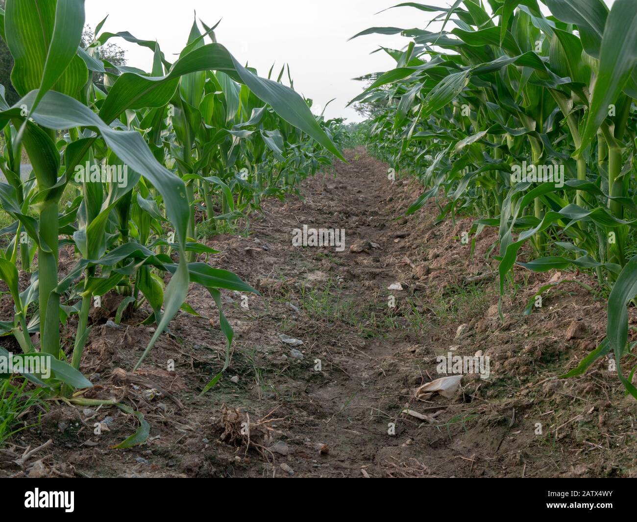 Corn tree hi-res stock photography and images - Alamy