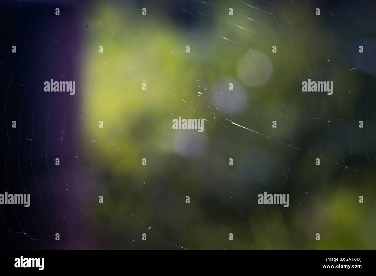 Drops of water on spider web natural background Stock Photo - Alamy