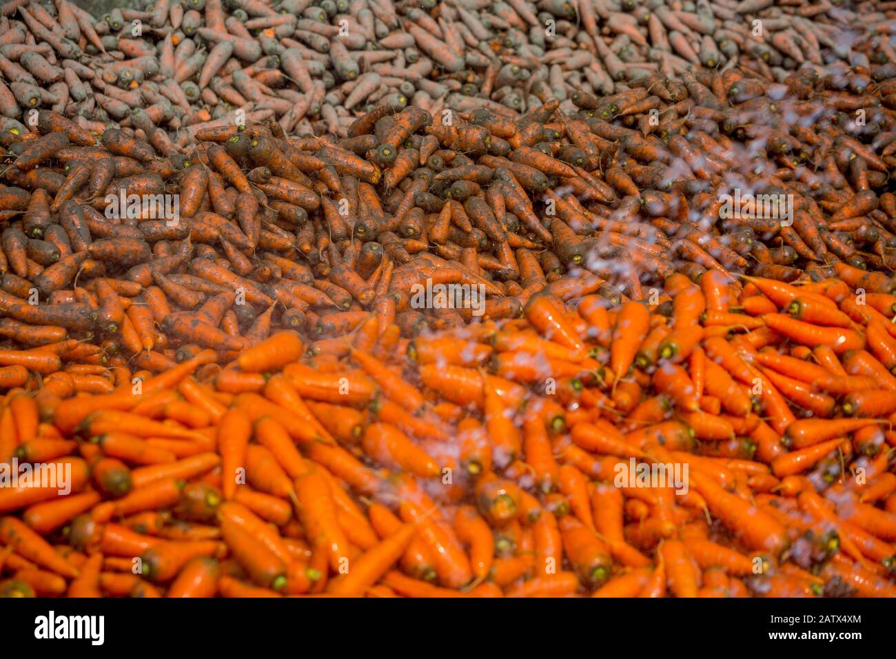 Un-washed and dirty carrot washing on throw pipe water. Food background ...