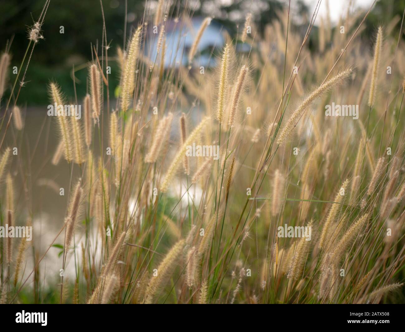 Alang grass hi-res stock photography and images - Alamy