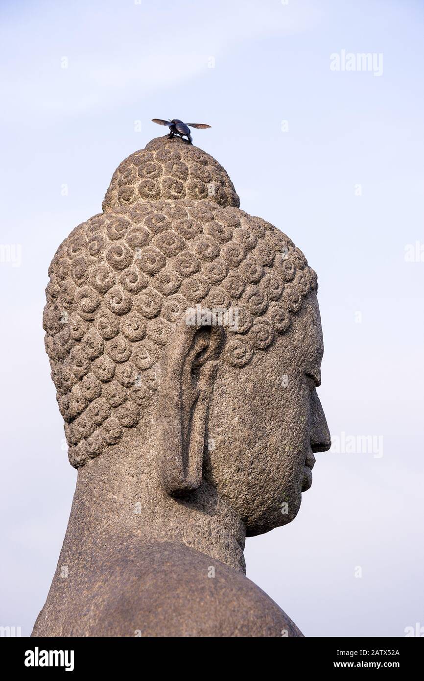 Buddha statue with fly on head. Borobudur temple, Indonesia. Calmness ...