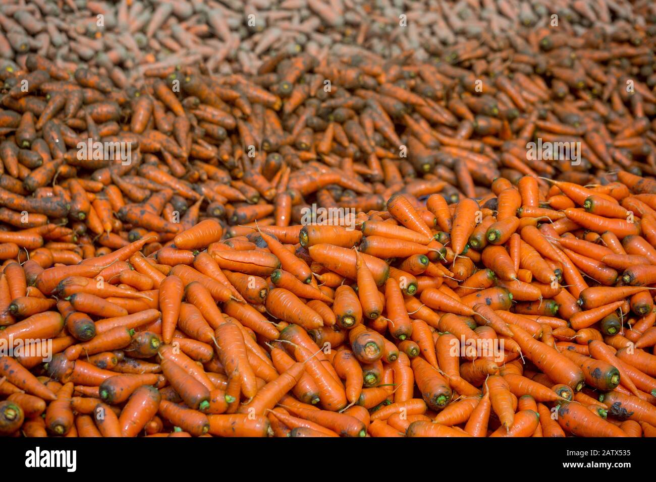 Un-washed and dirty carrot washing on throw pipe water. Food background ...