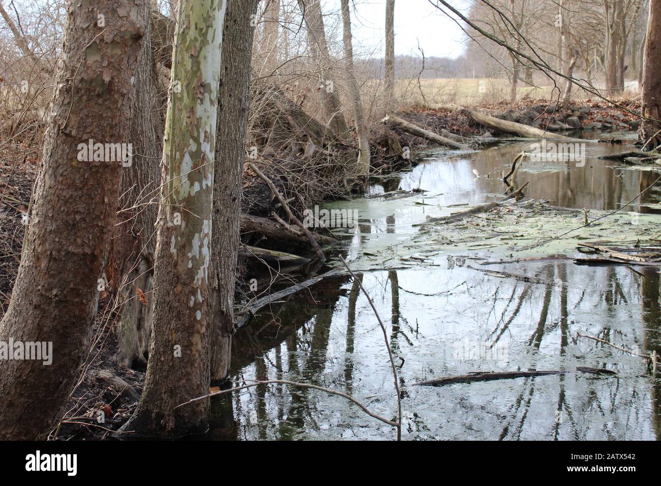 Creek with moss and downed tree limbs Stock Photo - Alamy