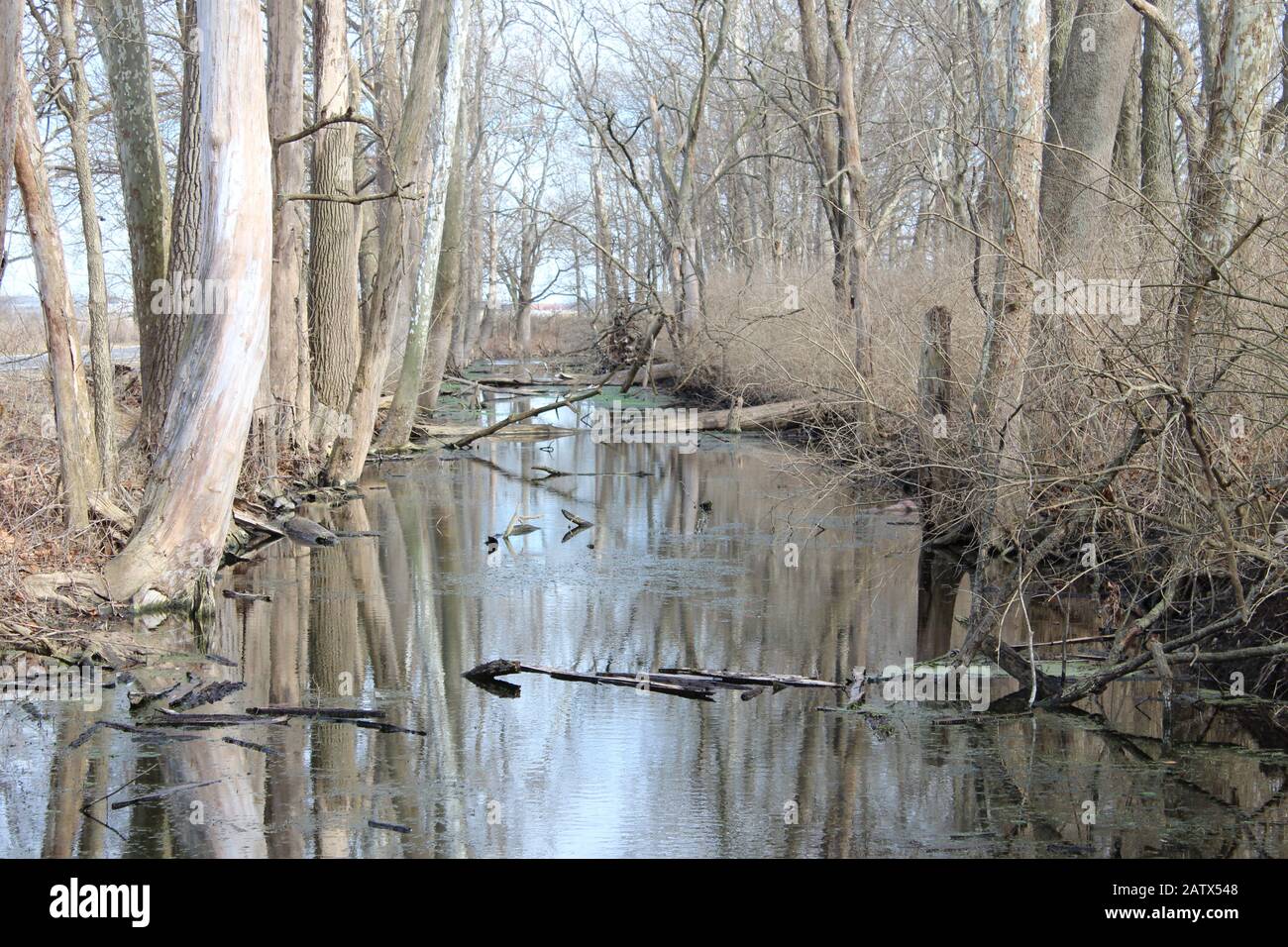 Creek with moss and downed tree limbs Stock Photo - Alamy